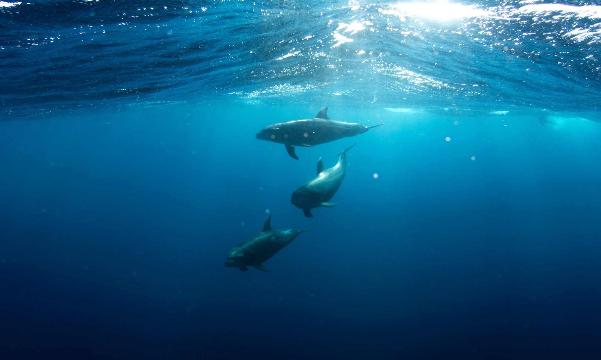 How to install MySQL and phpMyAdmin with Docker